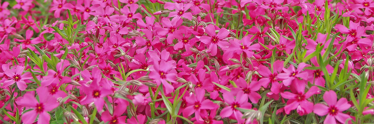 Die 10 effektivsten Bodendecker für den Garten - Garten @ diybook.at