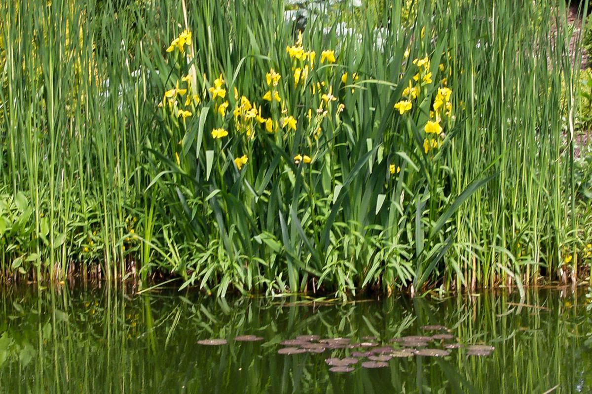 Teichpflanzen Mühlan Farbe am Gartenteich 10 gemischte Iris für die ... Teichpflanzen Mühlan Farbe am Gartenteich 10 gemischte Iris für die ...